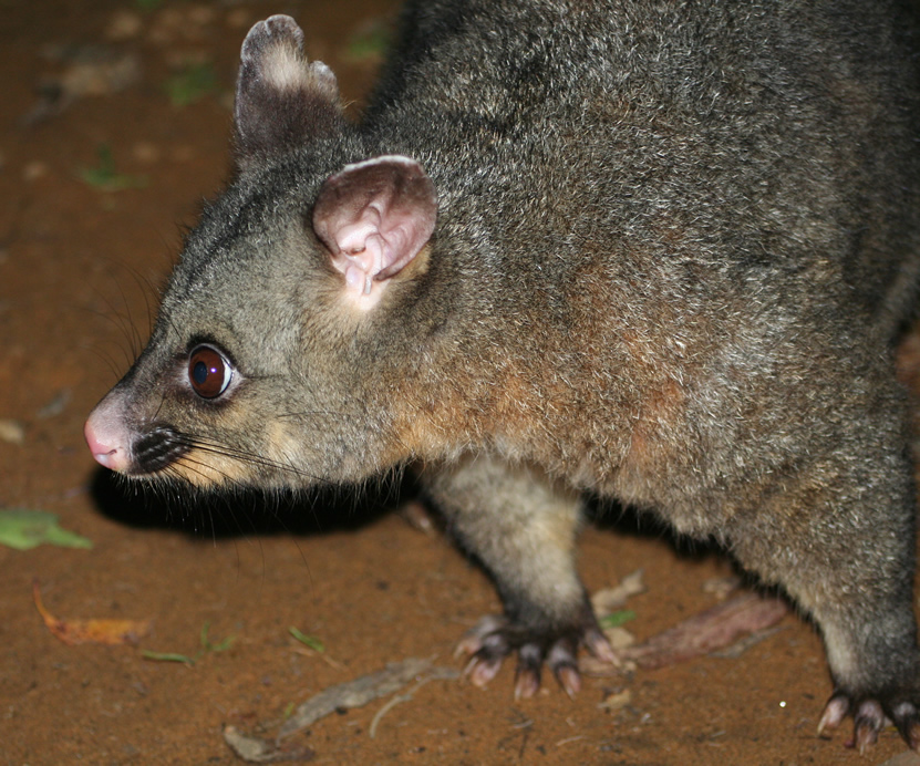 buideldieren