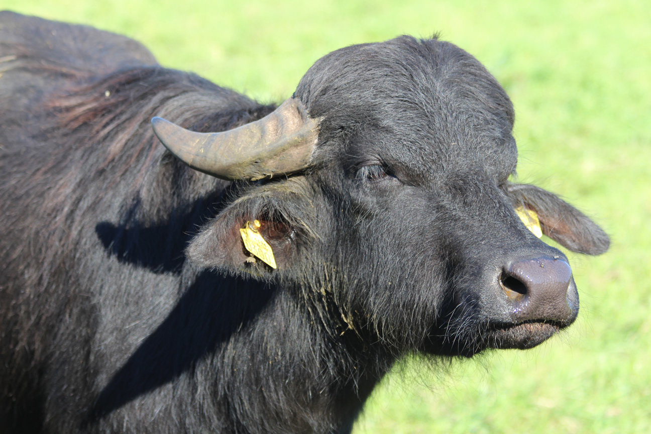 waterbuffel